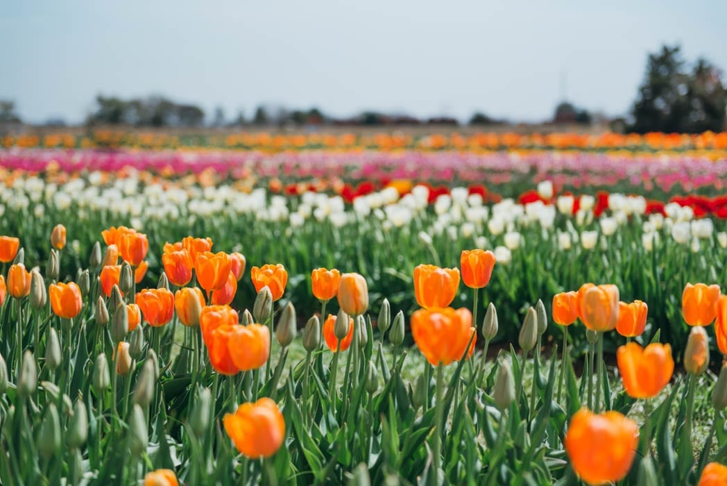 Visiting Texas Tulips: Everything You Need To Know Visiting Texas Tulips: Everything You Need To Know